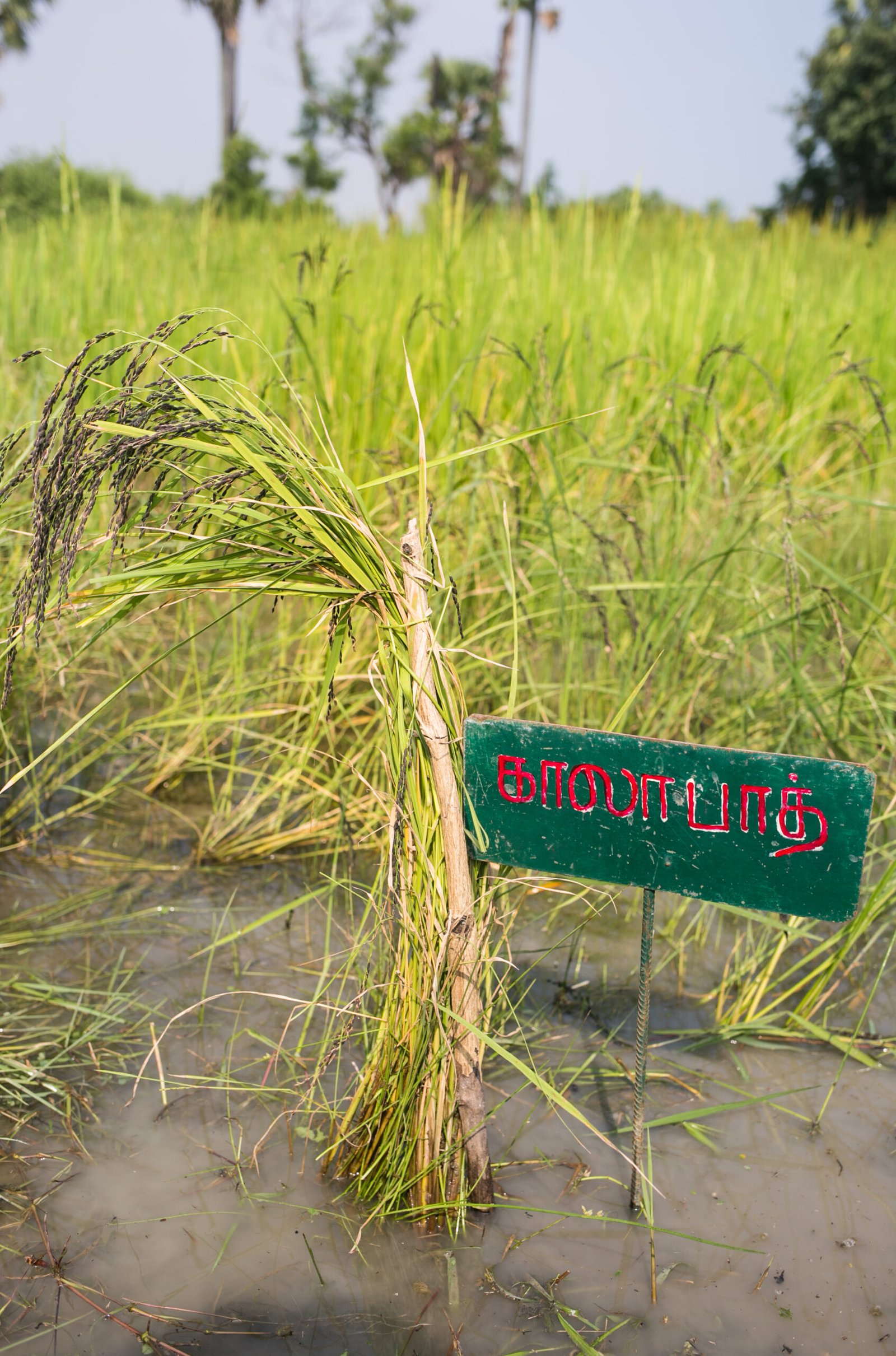 Kalabath – Namma Nellu
